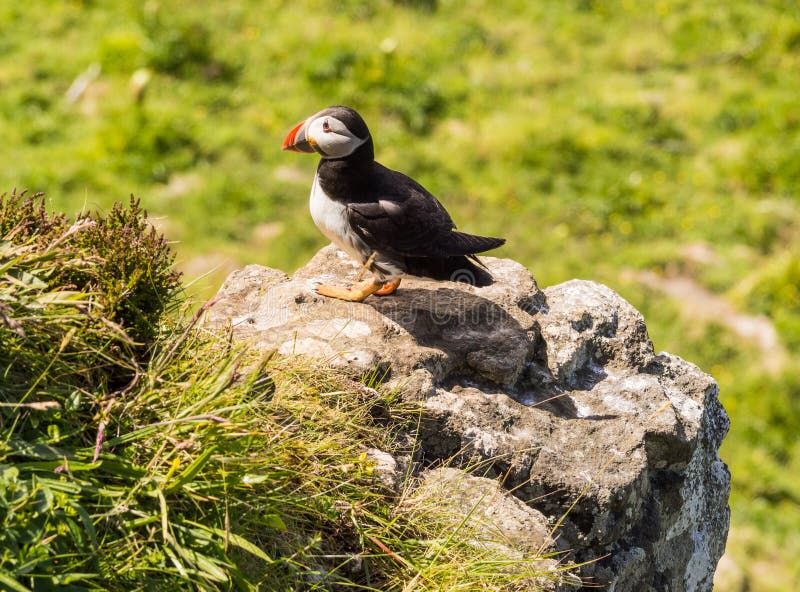 Puffins stock photo. Image of coast, scotland, resting - 74995422
