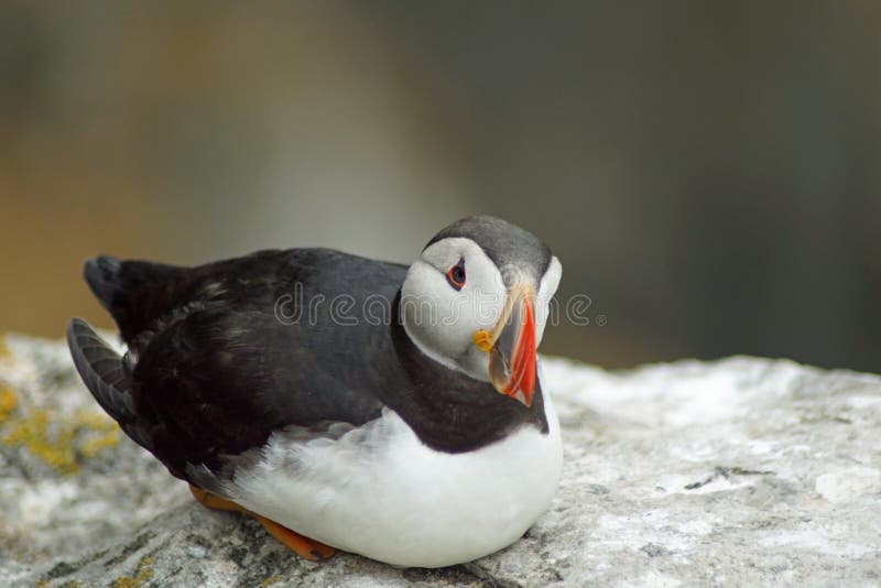 Puffins at the Skellig Islands Stock Image - Image of birds, ireland ...