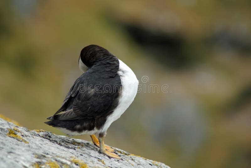 Puffins at the Skellig Islands Stock Photo - Image of coast, birds ...