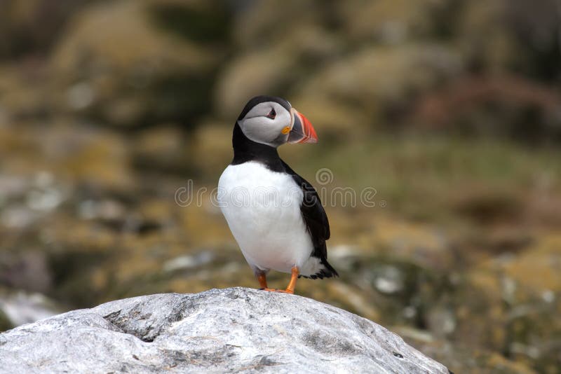 Puffins stock image. Image of seals, sanctuary, englannd - 32473959