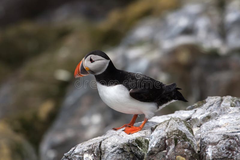 Puffins stock image. Image of ocean, bredding, sanctuary - 32474013