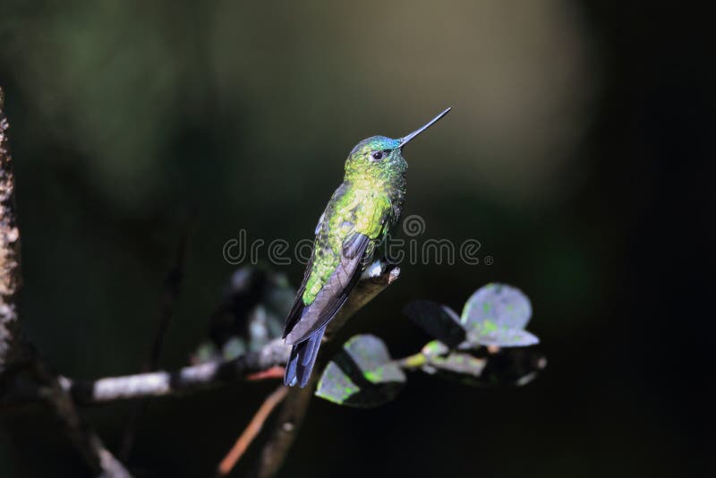 Puffleg Safira-exalado foto de stock. Imagem de equador - 39507468