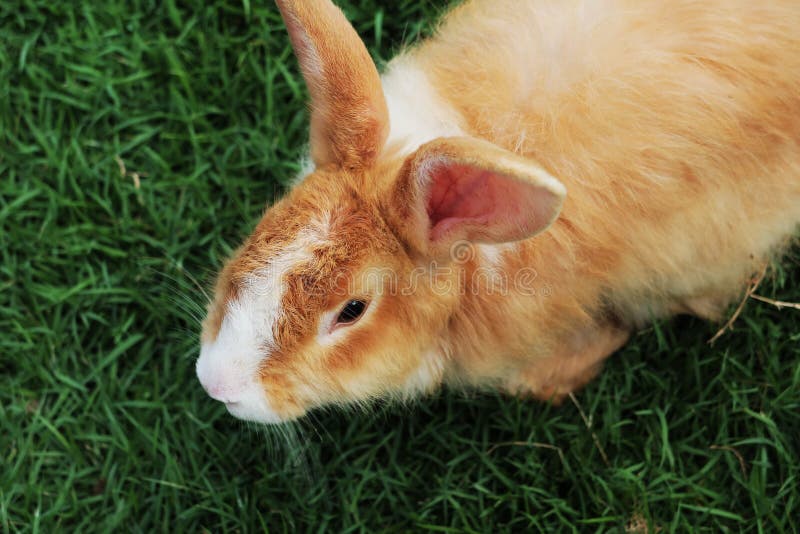 Puffy bunny stock image. Image of wildlife, rabbit, rodent - 225320111