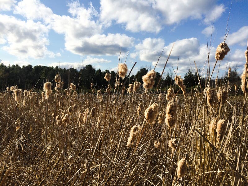 Puffy Cattails and Clouds stock photo. Image of cattails - 71102406