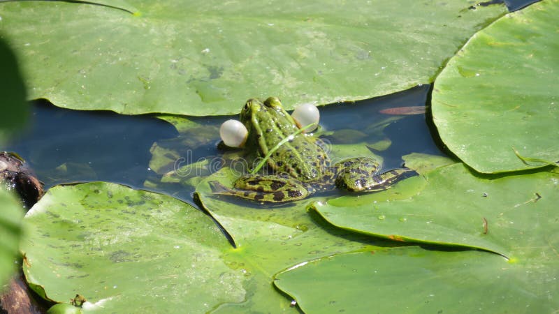 Puffy-cheeked Toad on the Lake Stock Photo - Image of insect, puffy ...