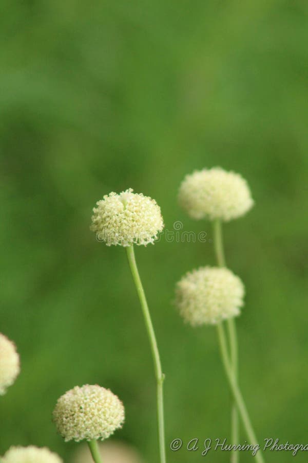 Puffy flower heads stock image. Image of flower, puffy - 171541461