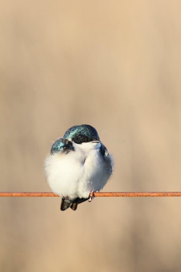 Puffy Tree Swallow Stock Photos - Free & Royalty-Free Stock Photos from ...