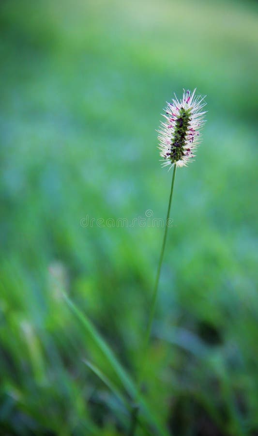 Puffy Weed stock image. Image of beautiful, nature, garden - 78621959