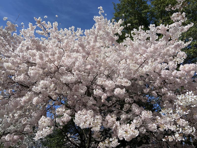Puffy White Cherry Blossom Tree in March in Spring Stock Photo - Image ...