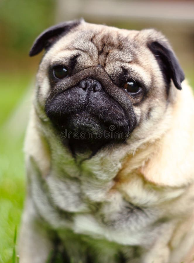 Pug with Smiling Funny Face Stock Photo - Image of hard, beauty: 6271834