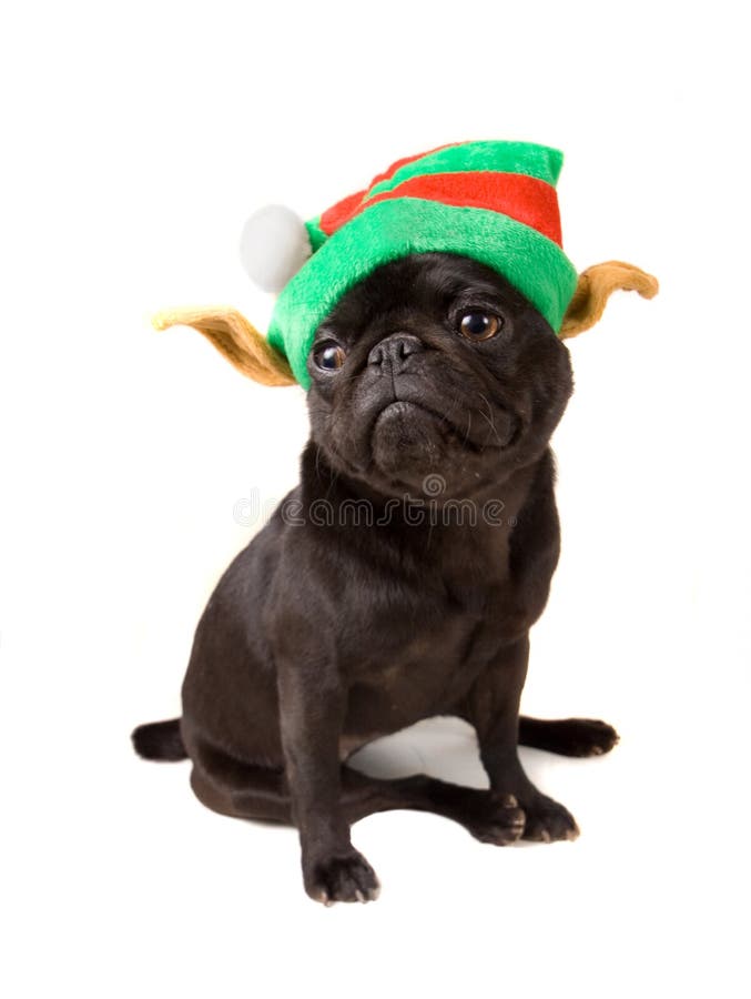 Santa Pug stock photo. Image of puppy, friend, seasonal - 6897106