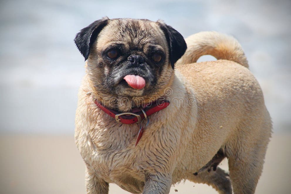 Pug stock photo. Image of sand, outside, tail, beach - 24223380
