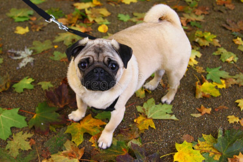 Pug stock photo. Image of black, camera, autumn, small - 27689666