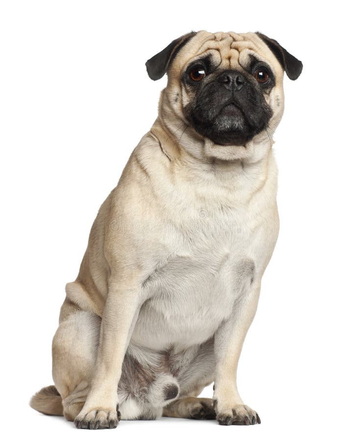 Rear View of a Pug Isolated on White Stock Photo - Image of animal ...