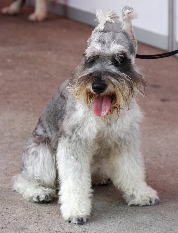 Pug stock image. Image of race, dogs, faithful, pets, china - 6584539