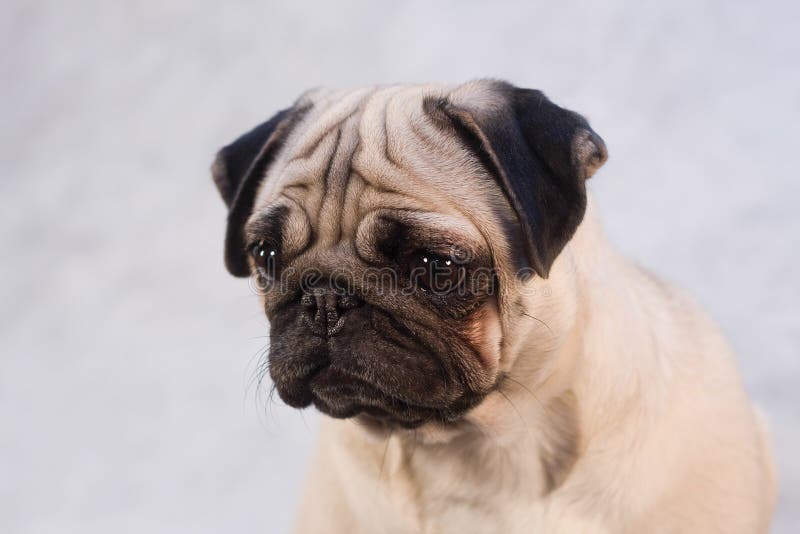 A cute Pug dog stock photo. Image of laying, bred, flat - 36321450