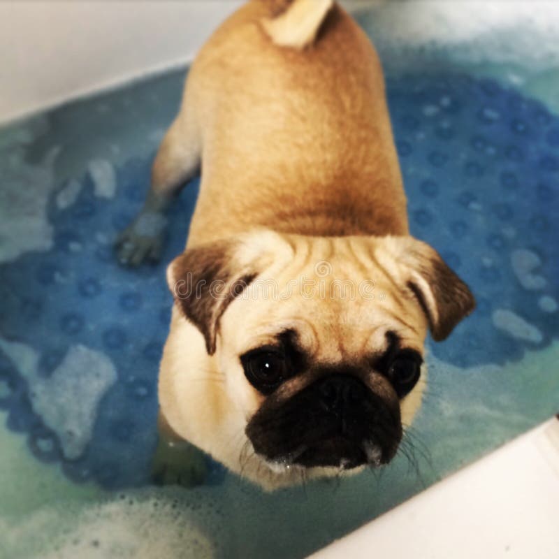 Pug in bath stock photo. Image of animal, pets, bath - 105015242