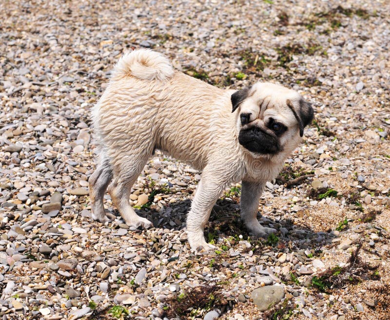 Pug Puppy On Wet Beach Sand Stock Image - Image of coated, animal: 24105623
