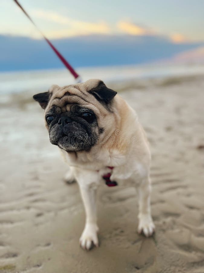 Pug stock image. Image of beach, sand, beauty - 263619829