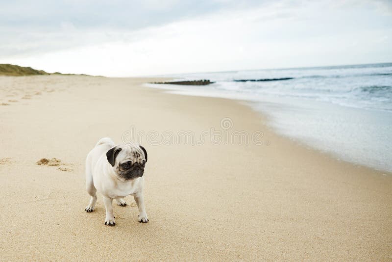 Pug Puppy on Wet Beach Sand Stock Image - Image of coated, animal: 24105623
