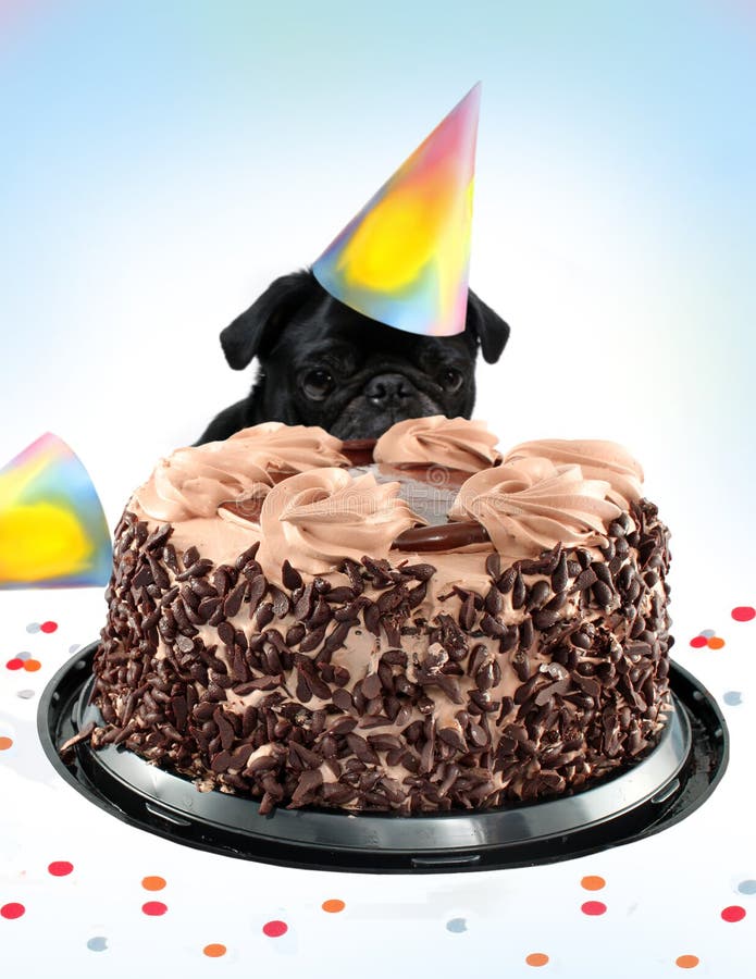 Pug birthday cake stock photo. Image of conceptual, black - 13336356