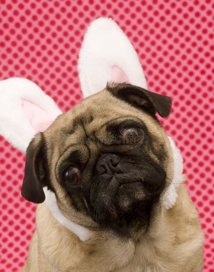 Pug bonito do coelho imagem de stock. Imagem de pontos - 8746793