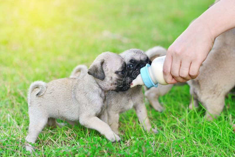 Pug Bonito Dos Cachorrinhos Que Come O Leite Imagem de Stock - Imagem ...