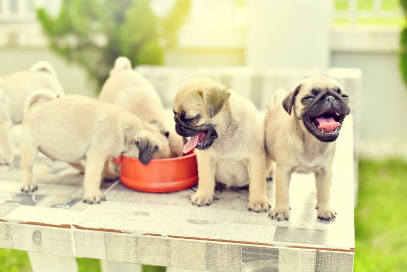 Pug Marrom Dos Cachorrinhos Bonitos No Gramado Verde Foto de Stock ...