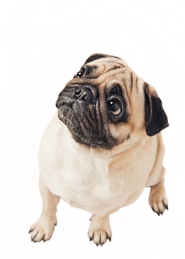 Pug Bonito Isolado No Branco Foto de Stock - Imagem de bege, doméstico ...