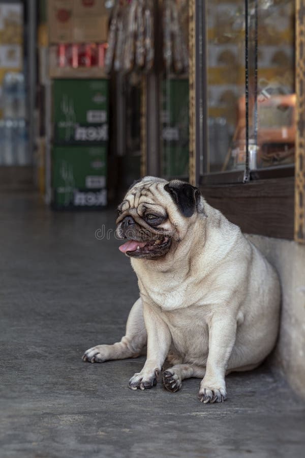 The Pug is a Breed of Dog with Physically Distinctive Features of a ...