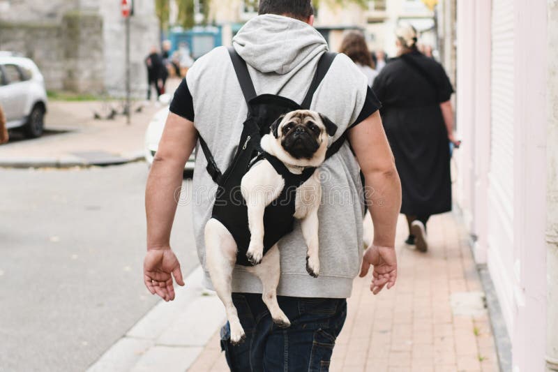 A Pug in a Carrier Behind the Owner Stock Photo - Image of obedient ...