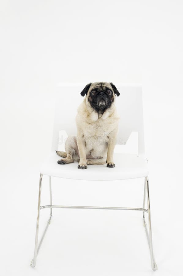 Pug on Chair stock photo. Image of waiting, funny, white - 21202232