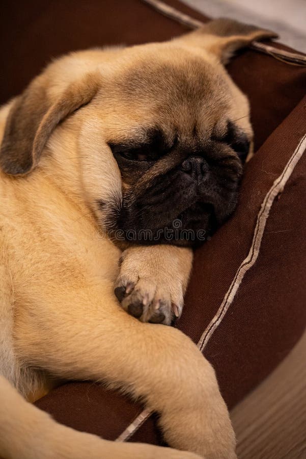 Pug on a checkered dog bed stock photo. Image of cushion - 363379898