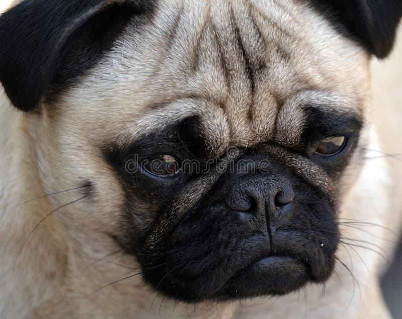 Pug close up stock image. Image of black, fawn, close - 76671471