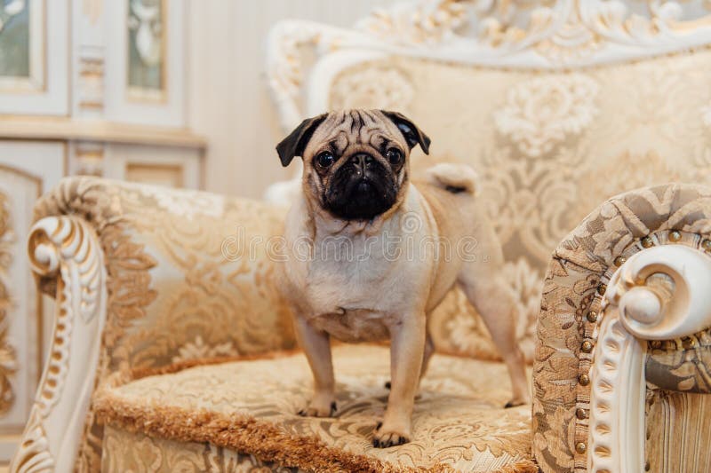 Pug on a Couch Looking at the Camera . Stock Photo - Image of ...