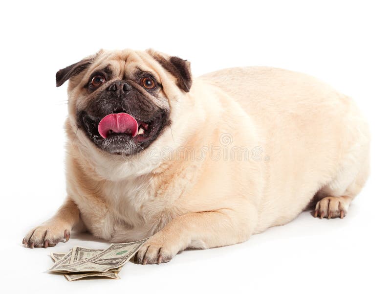 Pug do dinheiro foto de stock. Imagem de ganância, animais - 20087016