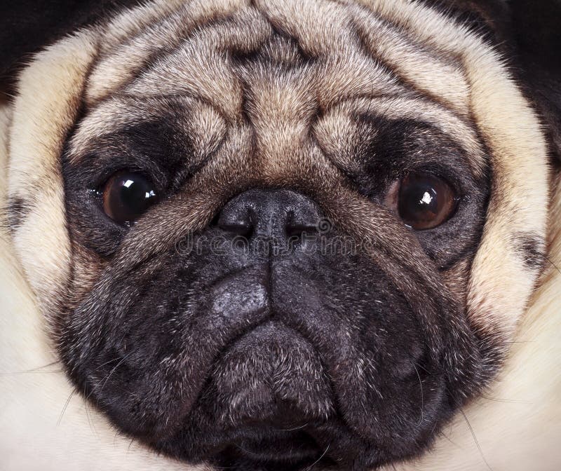 Pugs imagem de stock. Imagem de pets, preto, filhotes - 4677271