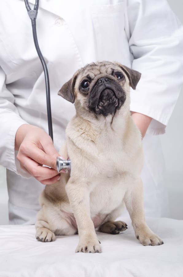 Pug at the Doctor stock image. Image of horizontal, healthcare - 39507541