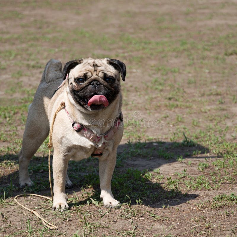 Pug dog stock image. Image of animal, grass, furry, fluffy - 25353189