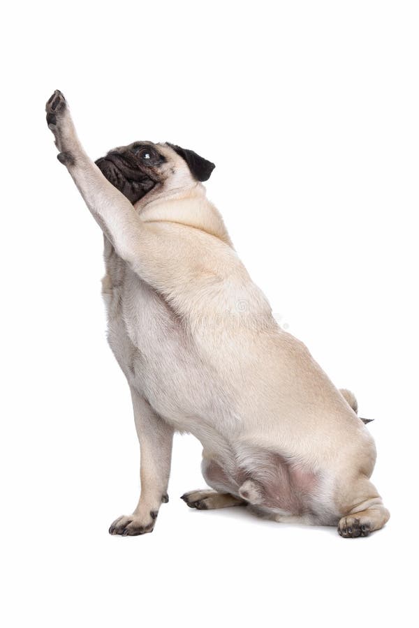 Back View of Pug Dog Sitting Isolated on White Stock Image - Image of ...