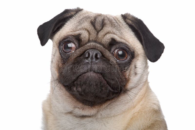 Rear View of a Pug Isolated on White Stock Photo - Image of animal ...