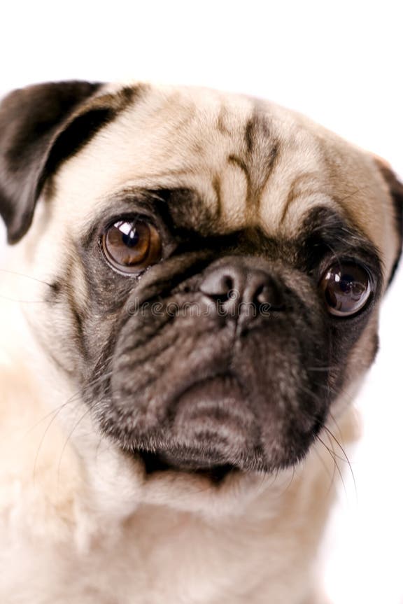 Pug dog stock photo. Image of wrinkled, stern, isolated - 3377984