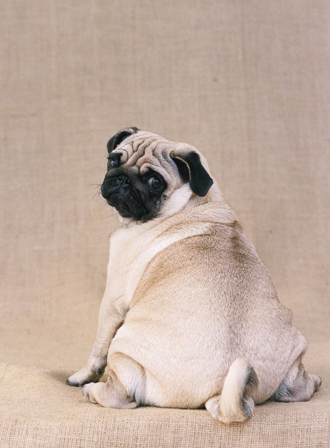 Pug Dog stock image. Image of looking, puppy, frowning - 3504345