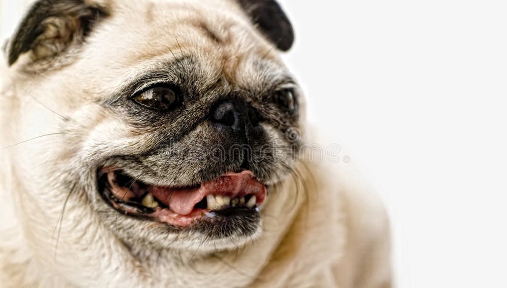 Pug Dog stock image. Image of teeth, wrinkle, pets, dental - 4153001