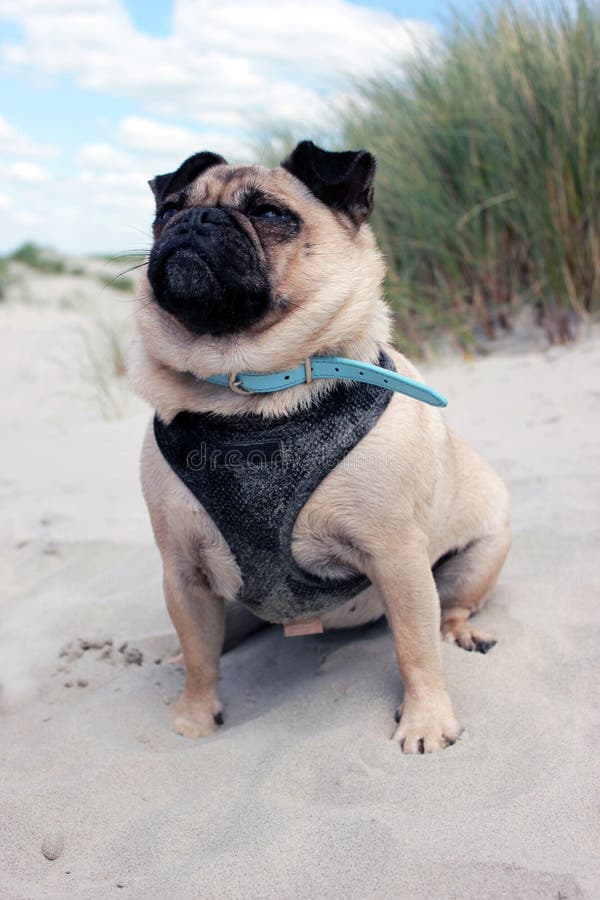 Pug Dog on a beach stock image. Image of detail, fluffy - 71957359