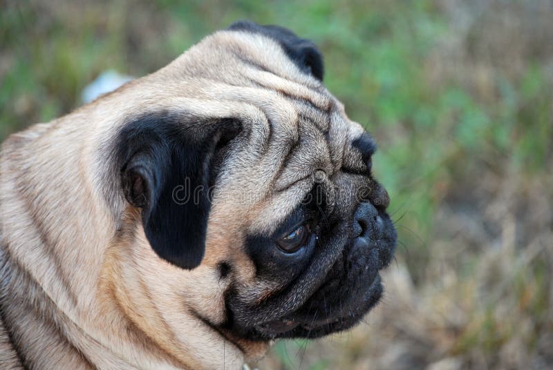 Pug a dog for a child stock image. Image of poster, beautiful - 12052673