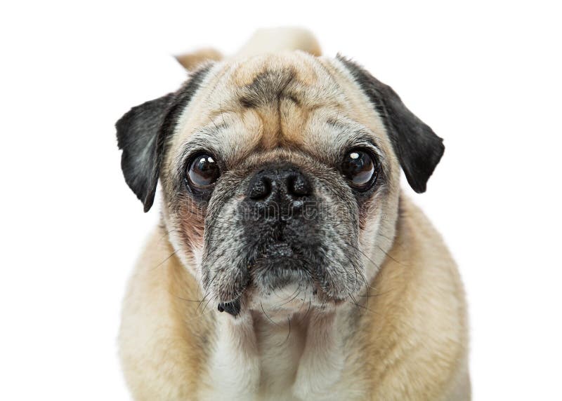 Pug Dog Close-up Looking Forward Center Stock Photo - Image of studio ...