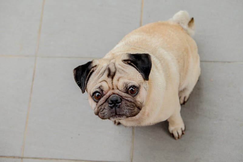 Pug dog are confusing stock image. Image of canine, light - 132012325