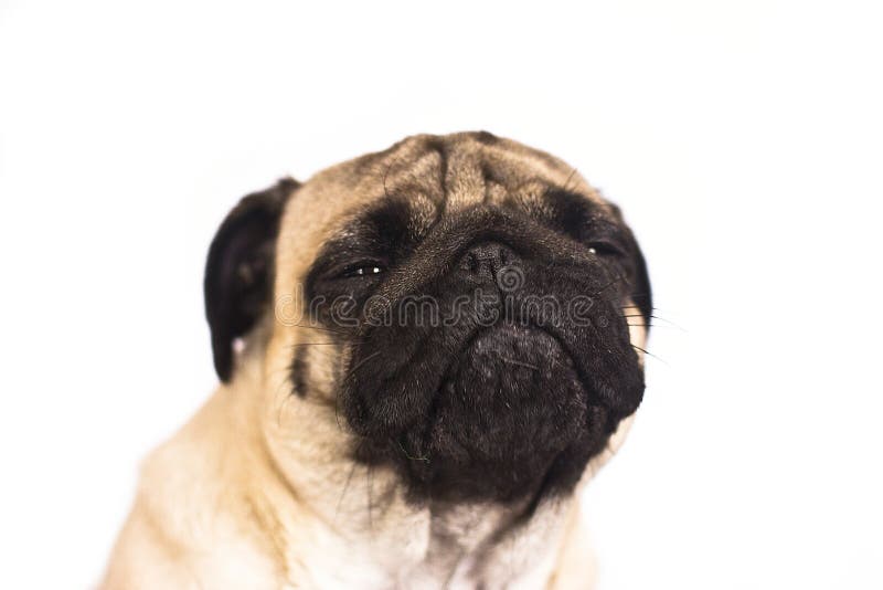 The Pug Dog Cry and Looks with Sad Big Eyes. Stock Image - Image of ...