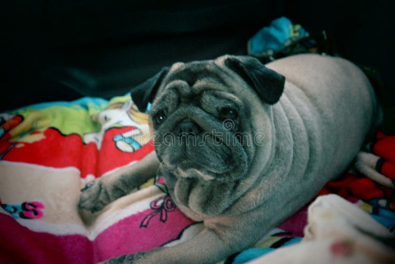 Pug Dog is Cute and Fat Face Stock Image - Image of face, cute: 134419527